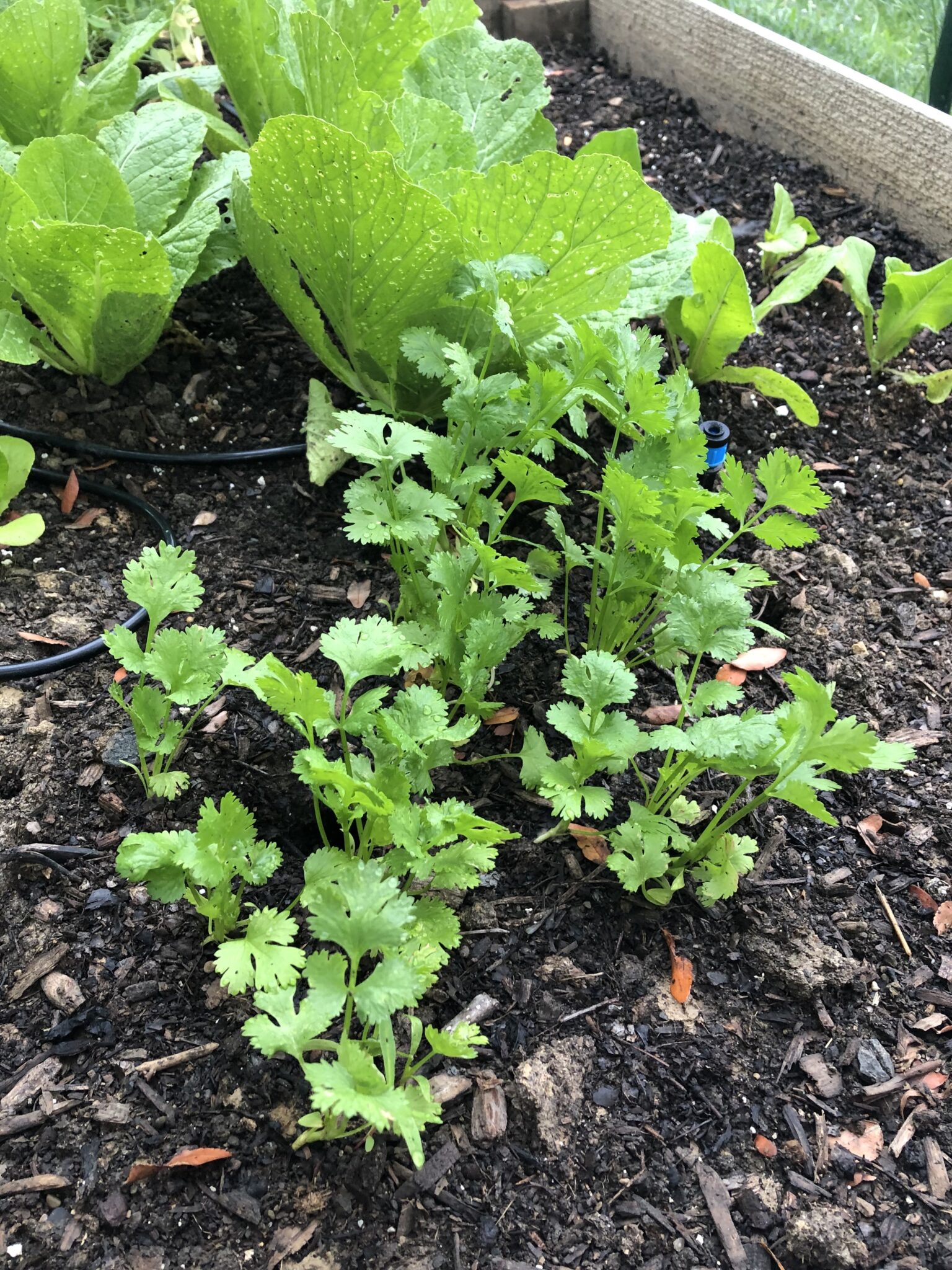 Easiest Things to Grow in the Garden in Ohio - Life at Metzger Acres