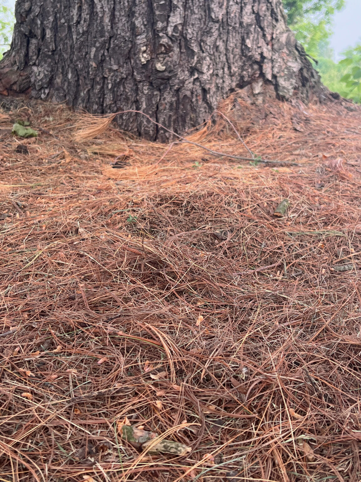 Is Mulch Safe for Chickens? Bedding Options in Coop or Run - Life at ...